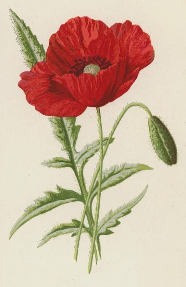 How To Draw A Flower 45 Easy Flower Drawings For Beginners