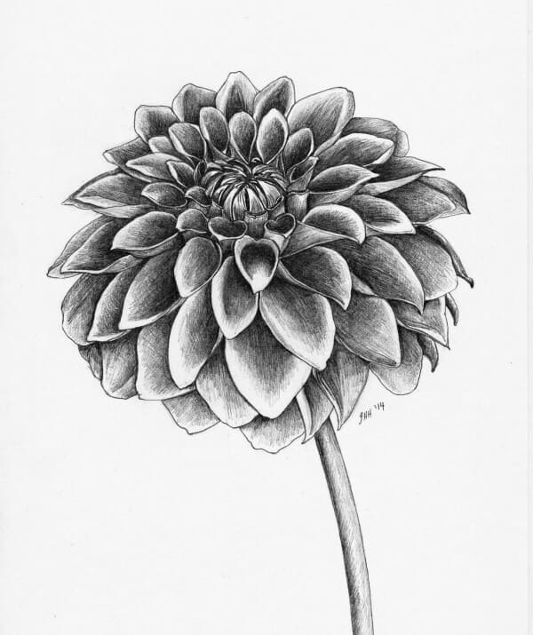 How To Draw A Flower 45 Easy Flower Drawings For Beginners